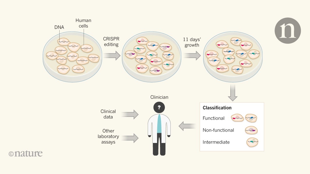 Gene editing reveals the effect of thousands of variants in a key ...