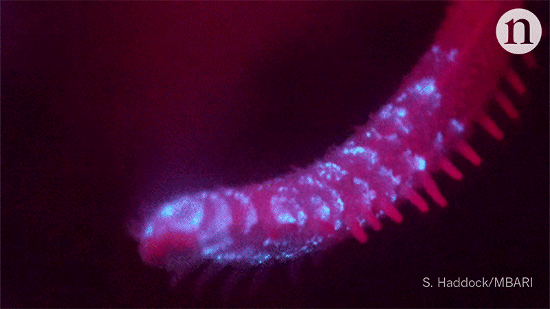 20 Mysterious Deep Sea Creatures Caught On Camera Most Wired 5