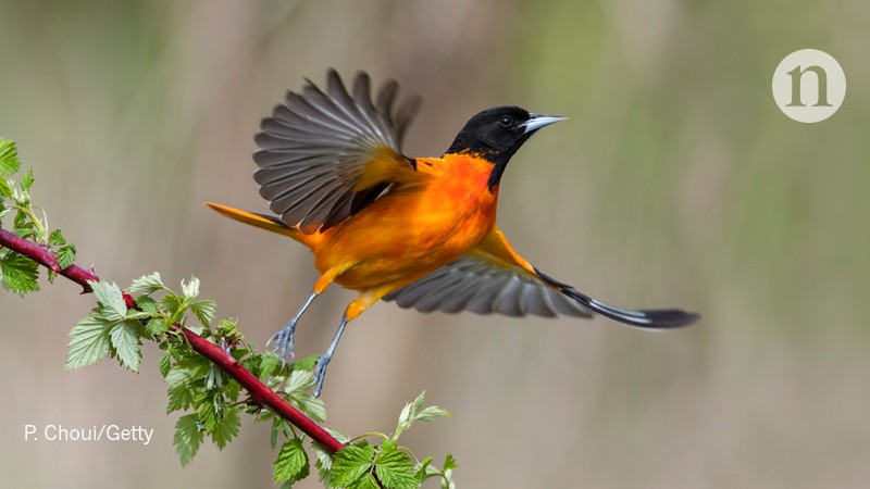 Bird forecasting by radar