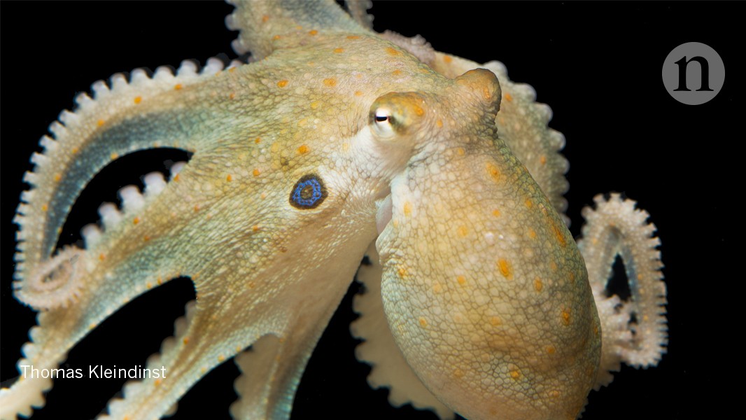 Octopuses on ecstasy just want a cuddle