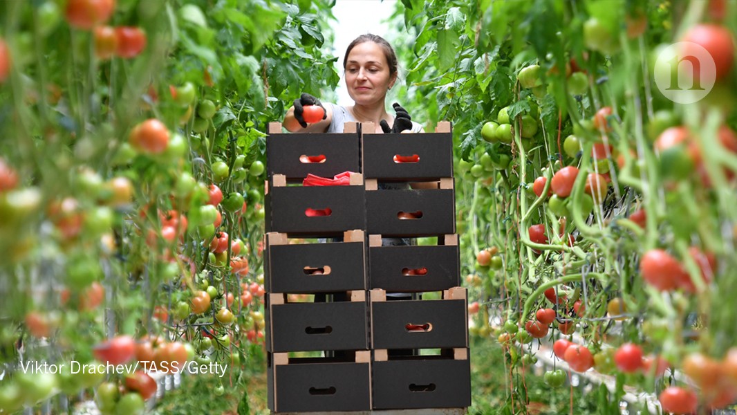 Super-tomato shows what plant scientists can do