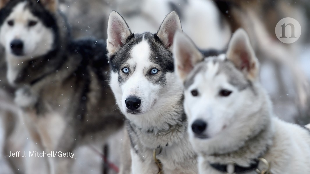 Six thousand pet dogs help find mutation for one breed’s striking blue eyes