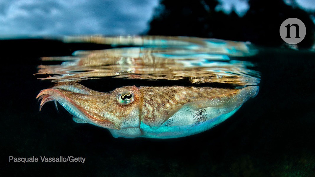 Cuttlefish wear their thoughts on their skin