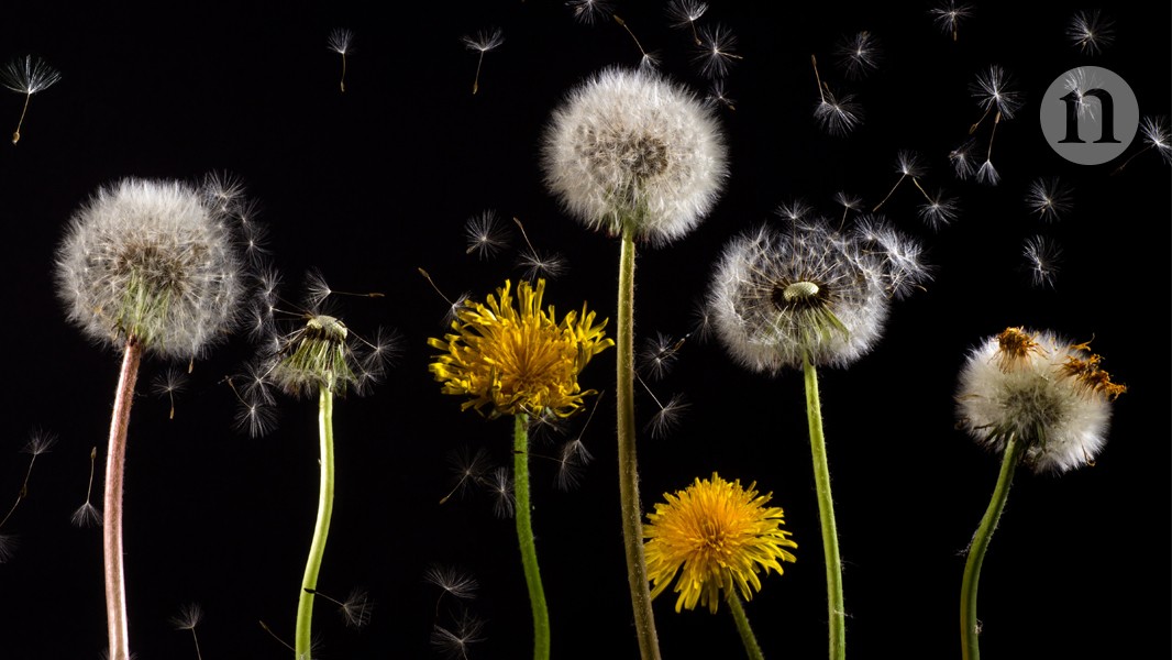 Revealed: the extraordinary flight of the dandelion