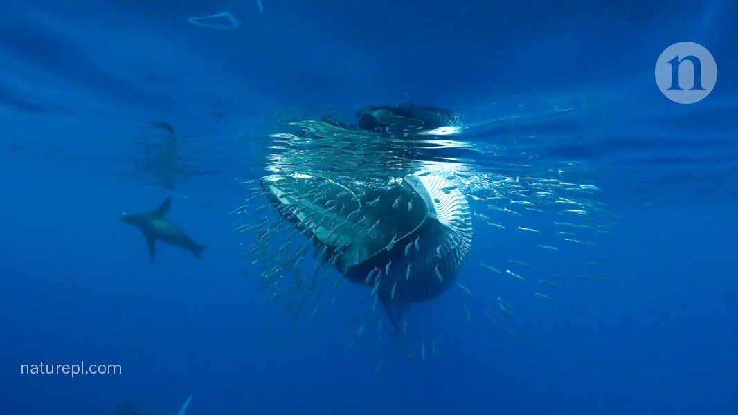 Toothless whale fossil fills gap in filter-feeding evolution