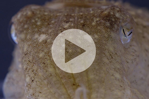 How cuttlefish wear their thoughts on their skin