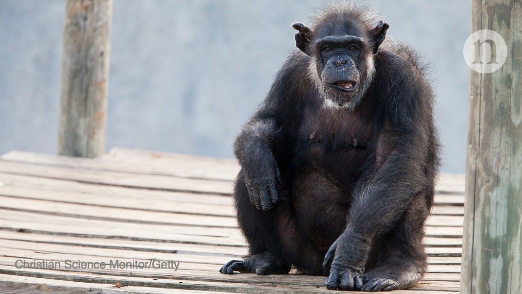 NIH releases plan for determining whether sick research chimps should ...