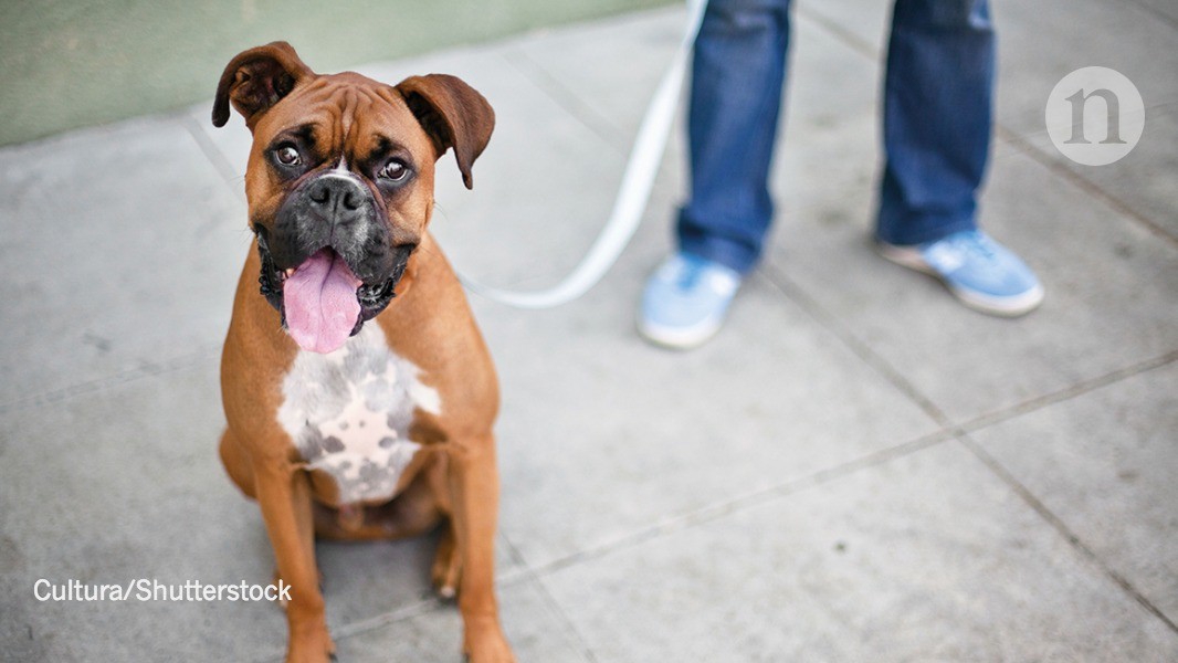 How dogs are teaching researchers new tricks for treating cancer