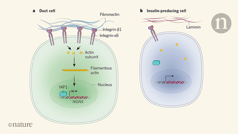 Location matters for insulin-producing cells