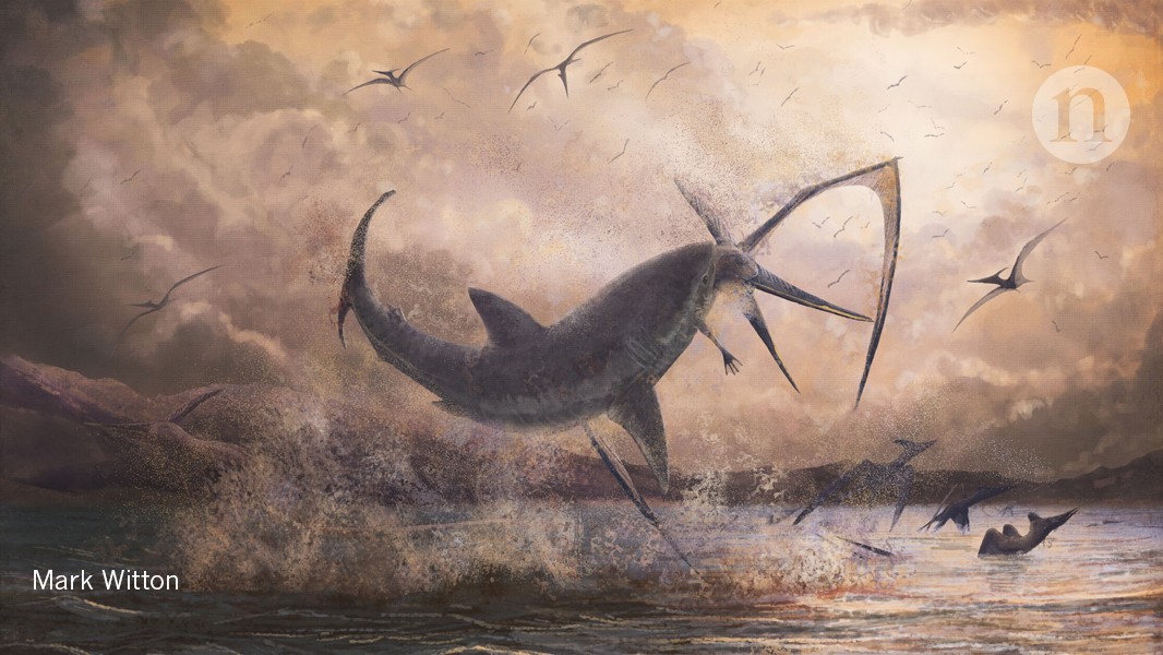A ﻿‘Ginsu shark’ lost a tooth in its Cretaceous dinner