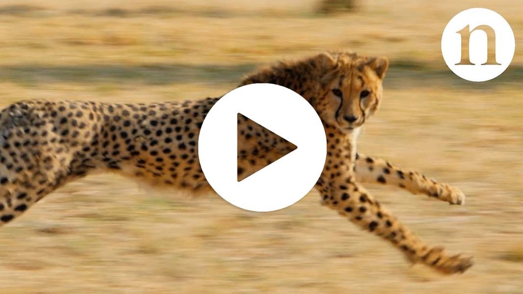 Anatomy of a hunt: Speed, strategy and survival