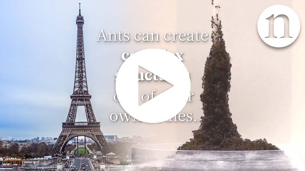 Ant architecture: The simple rules of ant construction
