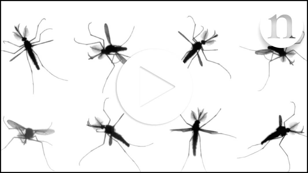 The mystery of mosquito flight