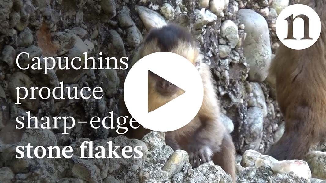 Monkeys can make stone tools too