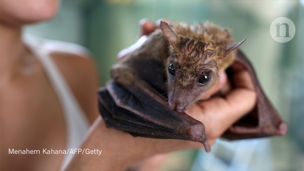 New Ebola-like virus found in a Chinese bat’s liver