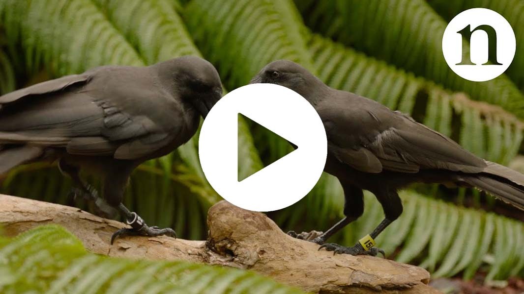 Rare crow shows a talent for tool use