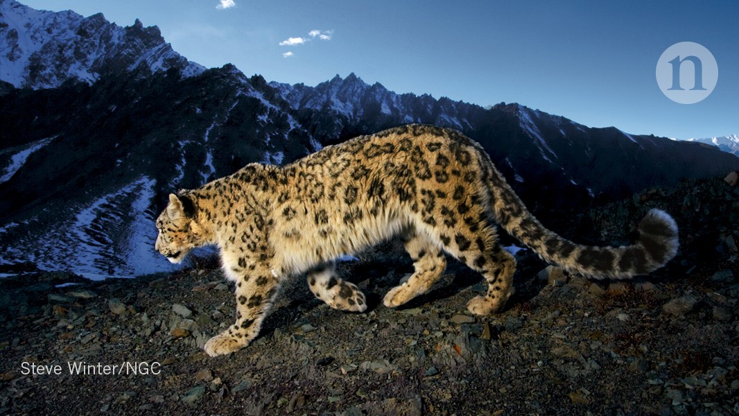 Saving snow leopards in a war zone