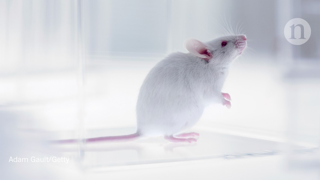 Stem cells help mice to develop super-sensitive sniffers