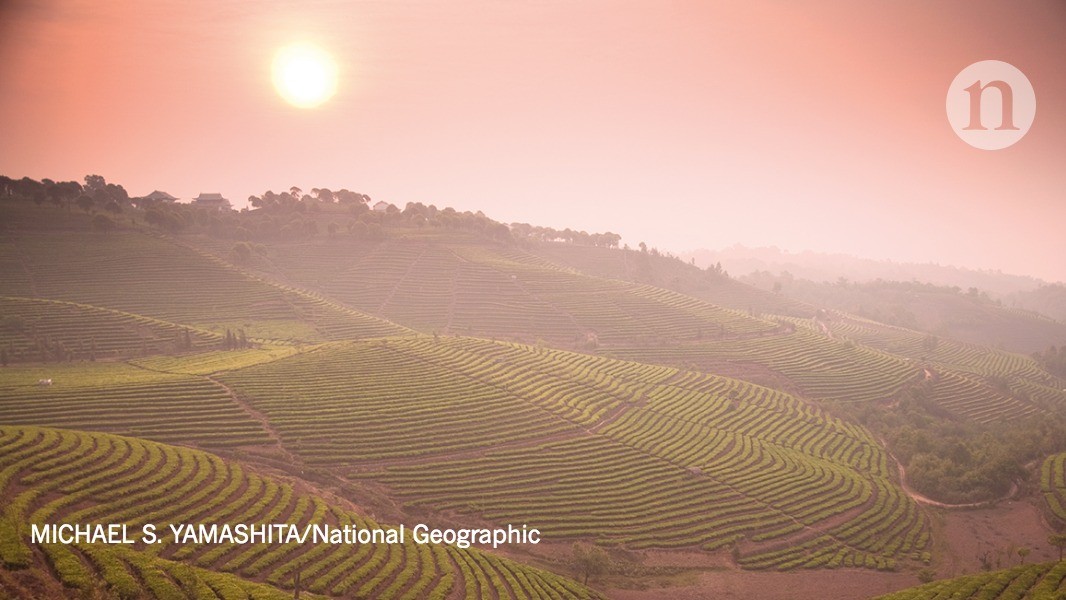 How climate change might affect tea