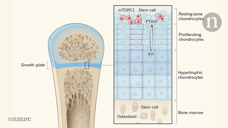 A newly discovered stem cell that keeps bones growing