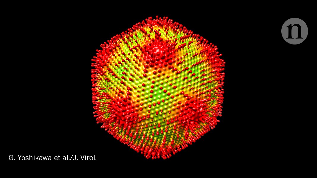 The giant Medusavirus turns defenceless cells to ‘stone’