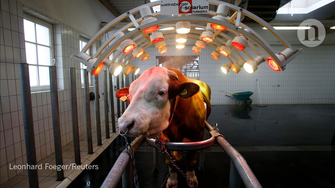 Bull ‘super dads’ are being engineered to produce sperm from another father