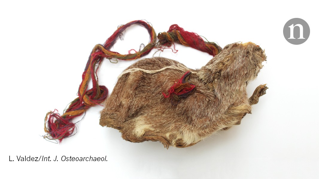 The Inca bedecked their sacrificial guinea pigs with earrings