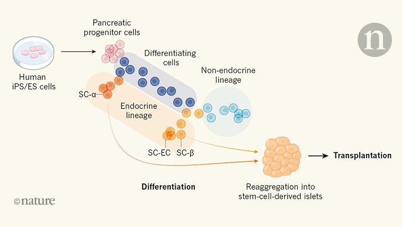 A map of β-cell differentiation pathways supports cell therapies for ...