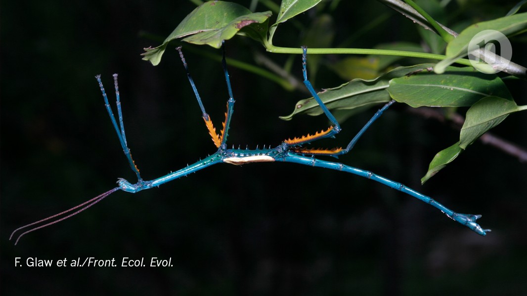 One of Earth’s biggest insects was hiding in plain sight