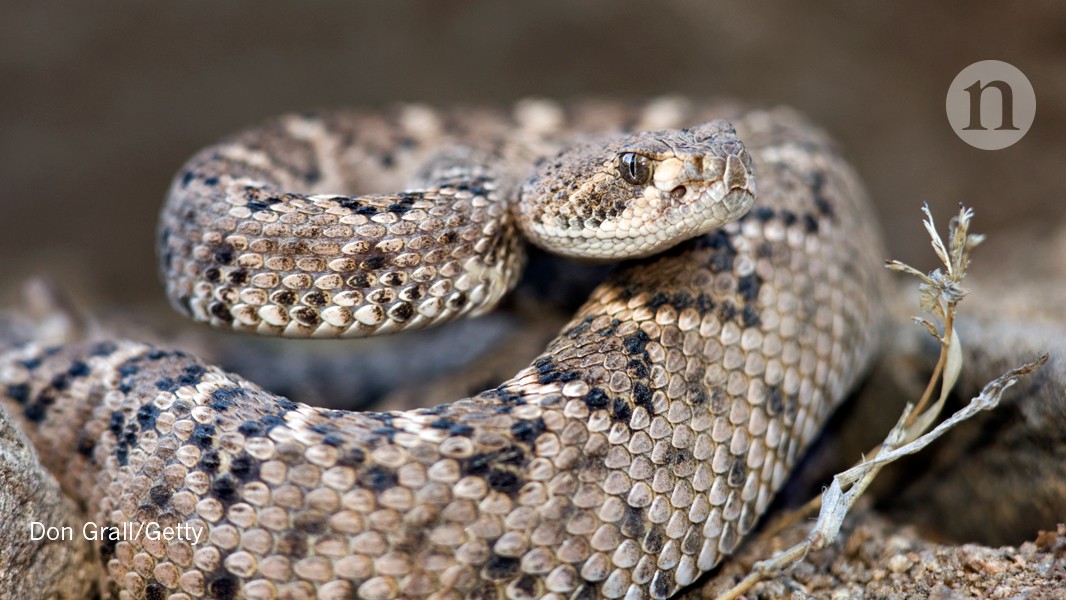 A viper’s tooth in ancient human poo hints at snake-eating rituals