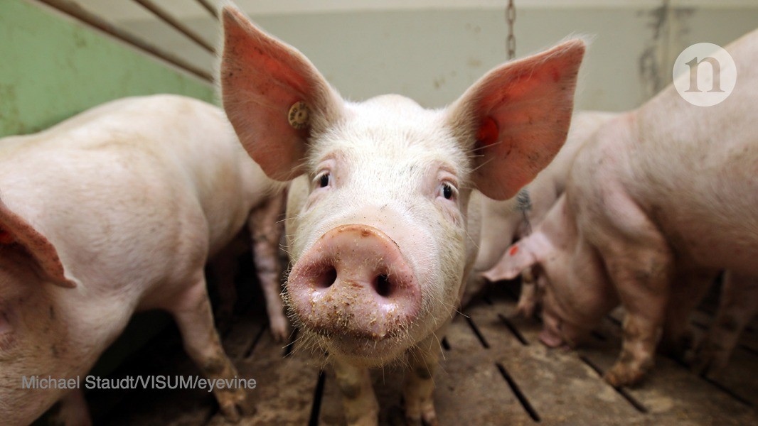 Disembodied pig brains revived: Your questions answered