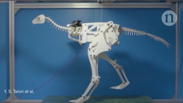 Robo-dino helps to pinpoint the origins of dinosaur flight