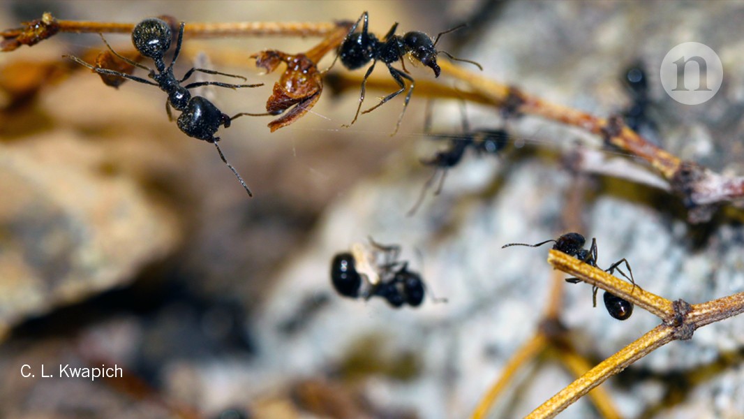 Rescue ants save the day for comrades entangled in spider silk