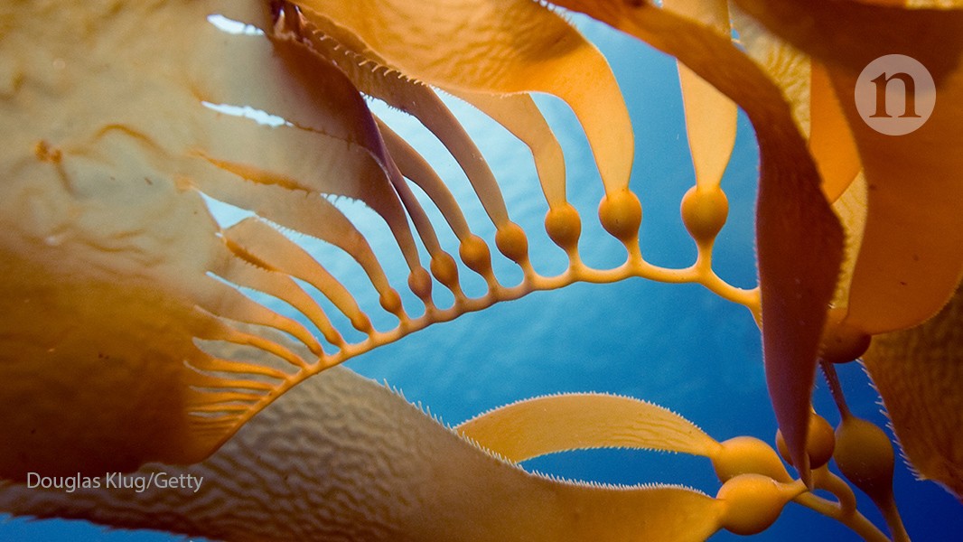 A brief history of slime