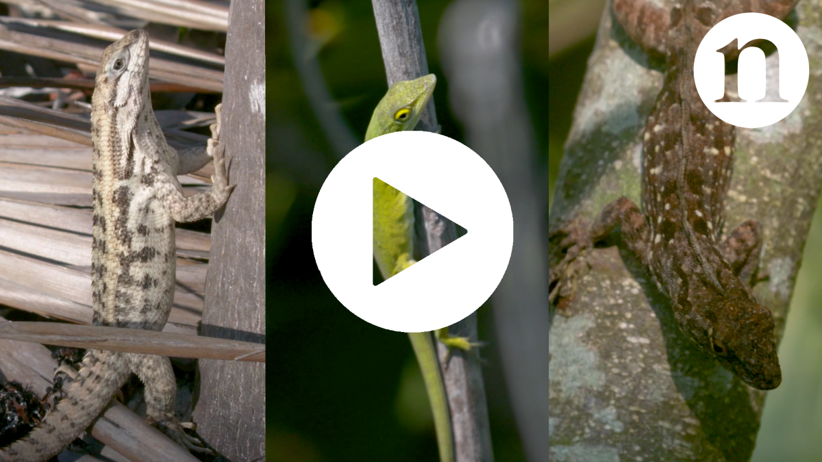 The lizards rewriting the rules of ecology