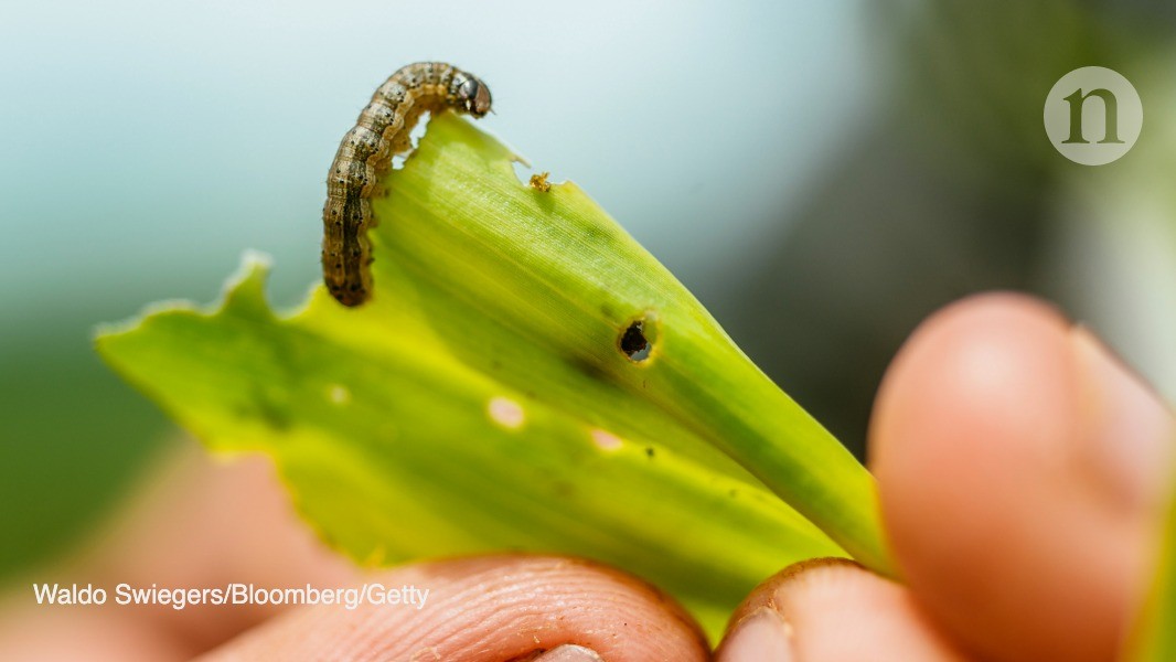 Caterpillar’s devastating march across China spurs hunt for native predator