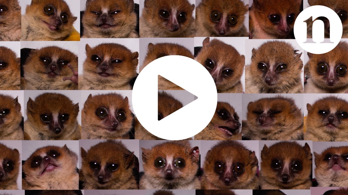 From mice to mouse lemurs