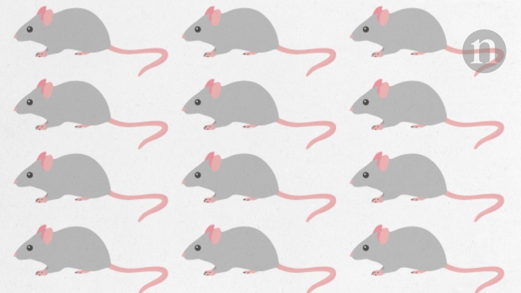 Proposal to close UK mouse-research centre is ‘major threat’
