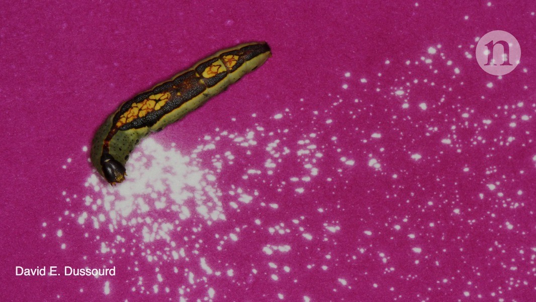 A caterpillar’s acidic weapon against plant gunge