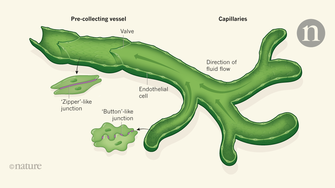 Lymphatic vessels at the base of the mouse brain provide direct ...
