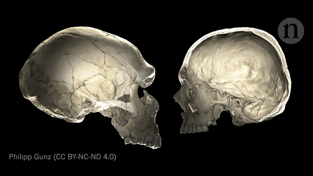 Neanderthal clues to brain evolution in humans