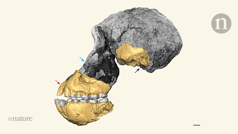 Australopithecus Anamensis Skull