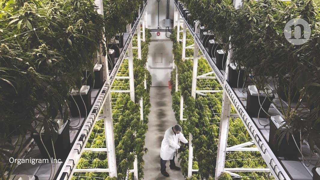 The professionalization of cannabis growing