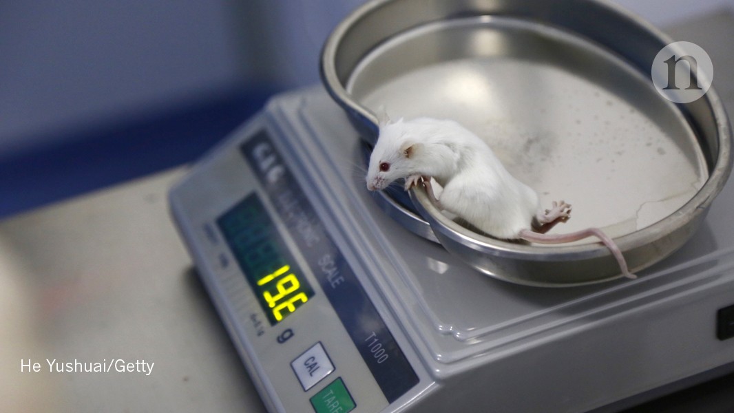 Scientists concerned over US environment agency’s plan to limit animal ...