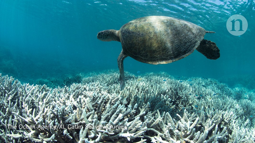 Save reefs to rescue all ecosystems