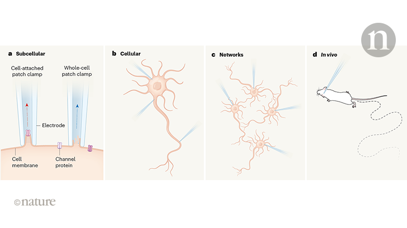 A breakthrough method that became vital to neuroscience