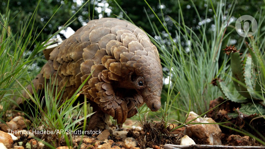 Sweeping extent of global trade in wild animals revealed