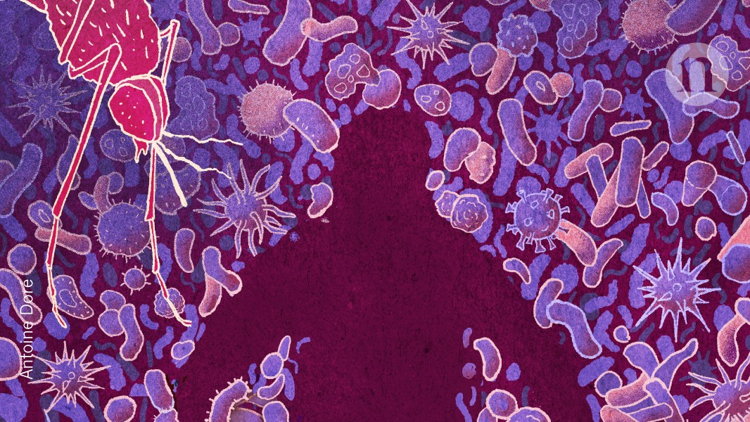 How pandemics shape social evolution