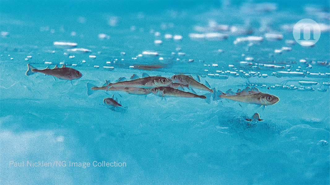 How evolution builds genes from scratch