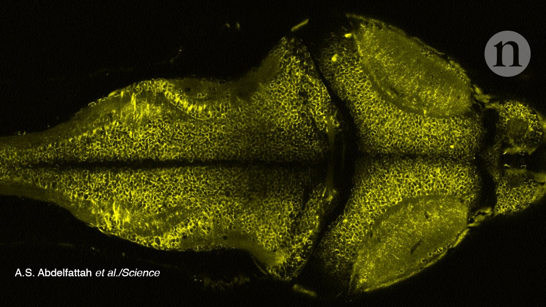 Genetic light bulbs illuminate the brain